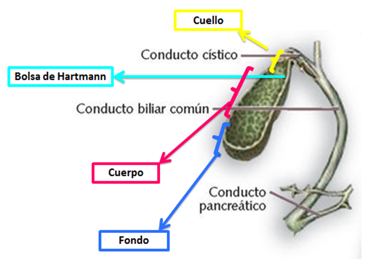 HÍGADO Y VÍAS BILIARES at emaze Presentation