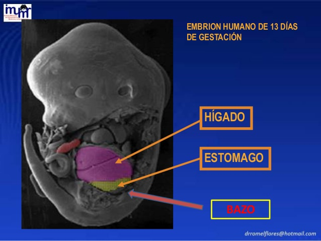Anatomía del Bazo at emaze Presentation