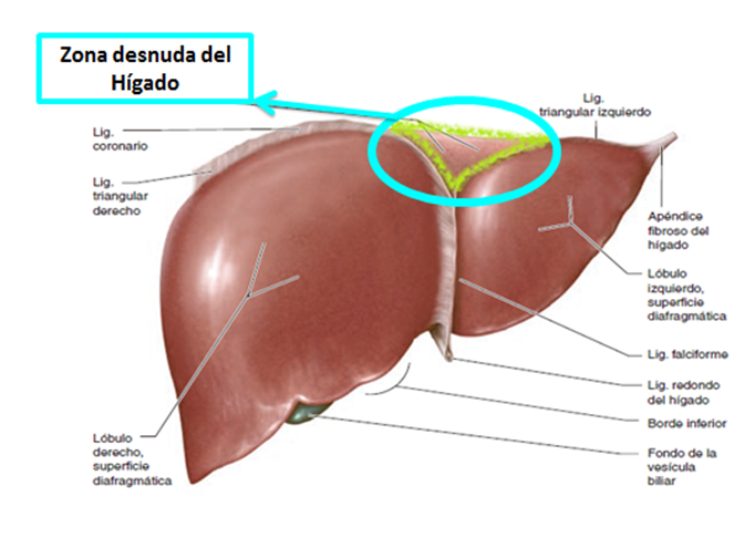 HÍGADO Y VÍAS BILIARES at emaze Presentation