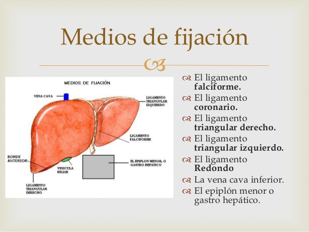 HÍGADO Y VÍAS BILIARES on emaze
