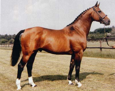 constantes fisiologicas equinos at emaze Presentation