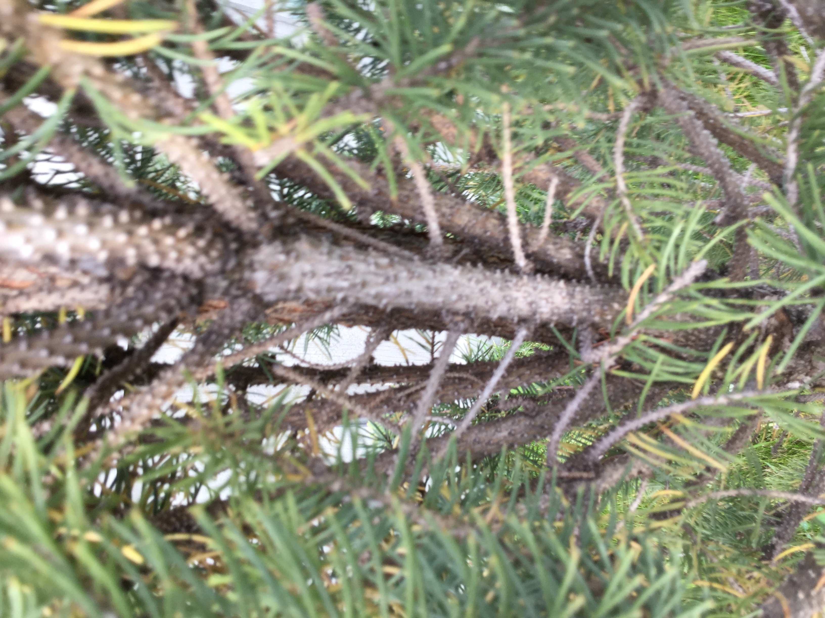 Trees at emaze Presentation