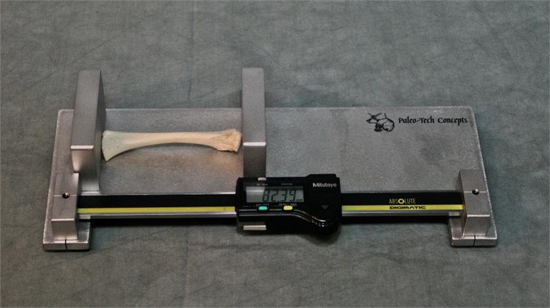 Forensic Anthropology on emaze