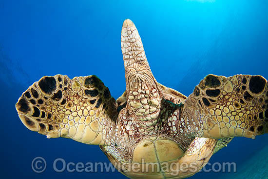 green turtles on emaze