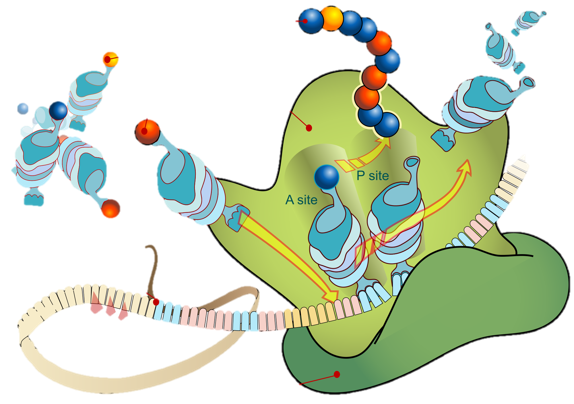 Presentation Name on emaze