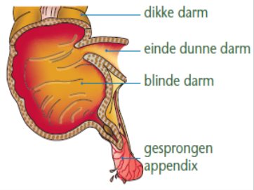 Spijsverteringsstelsel - Dissectie konijn on emaze