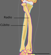 Articulaciones superiores on emaze
