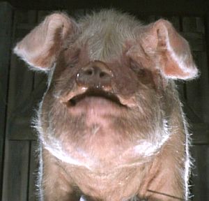 Animal Farm: Old Major on emaze