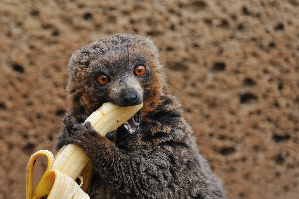 Magnificent Mogooses on emaze
