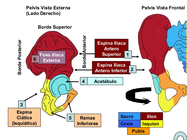 PELVIS copy1 on emaze