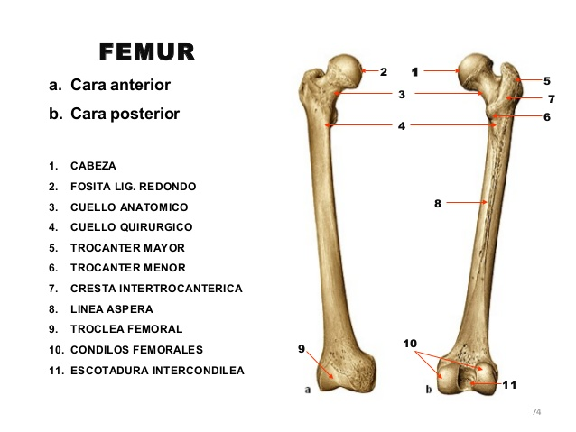 PELVIS copy1 on emaze
