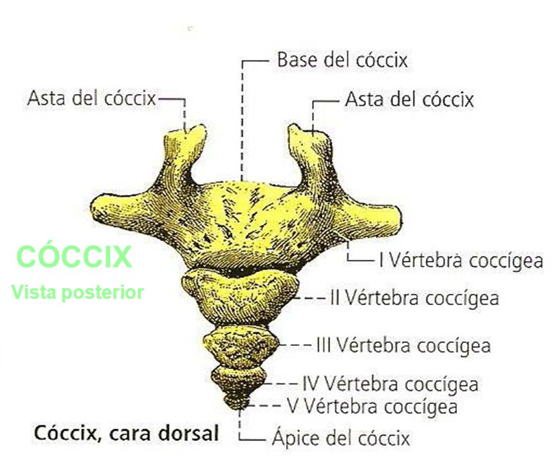 PELVIS copy1 at emaze Presentation