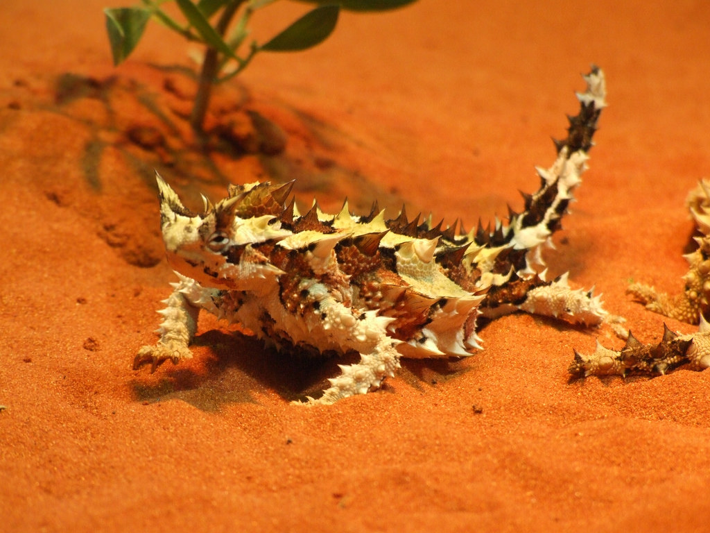 Moloch Horridus Project at emaze Presentation