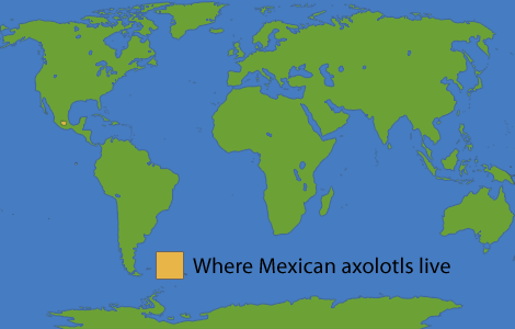 Axolotl at emaze Presentation