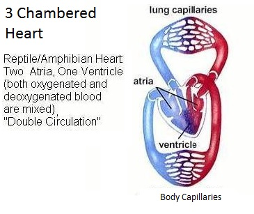 Axolotl at emaze Presentation