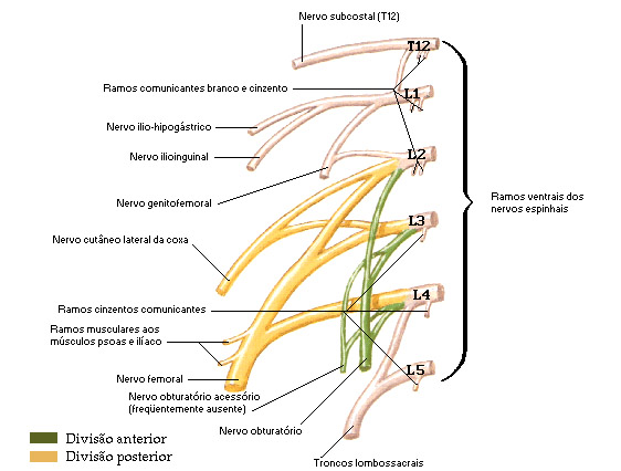 PLEXO LUMBAR copy2 on emaze