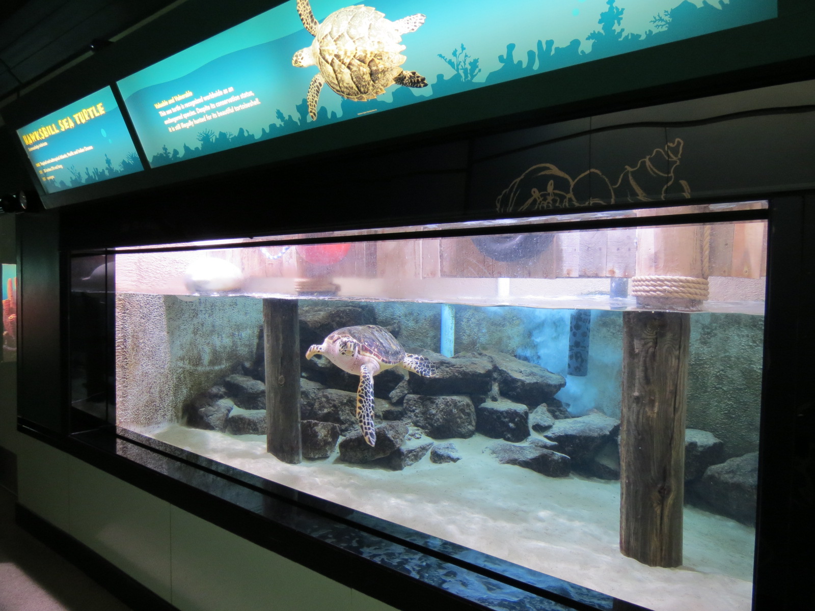 Endangered Species Challenge Slides at emaze Presentation