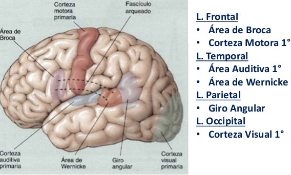 LOBULO TEMPORAL DEL LENGUAJE at emaze Presentation