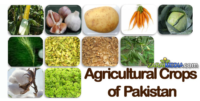 Presentation Name on emaze