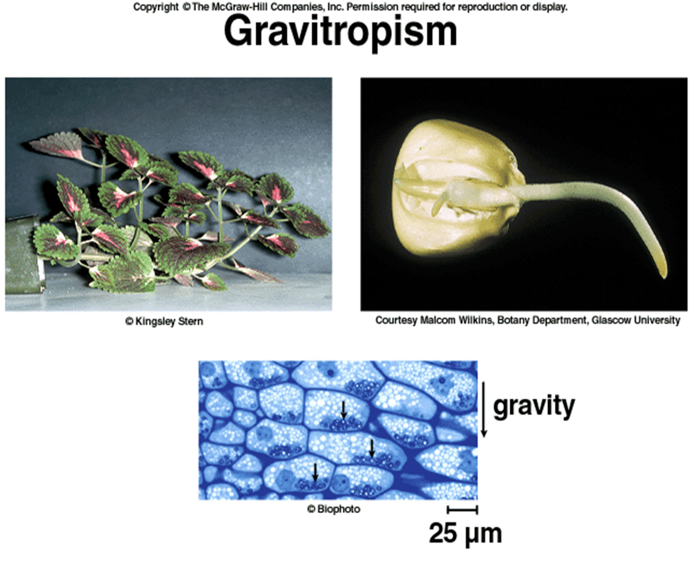 Best in Class at emaze Presentation