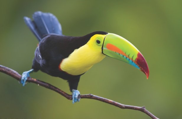 Piciformes - Alchetron, The Free Social Encyclopedia