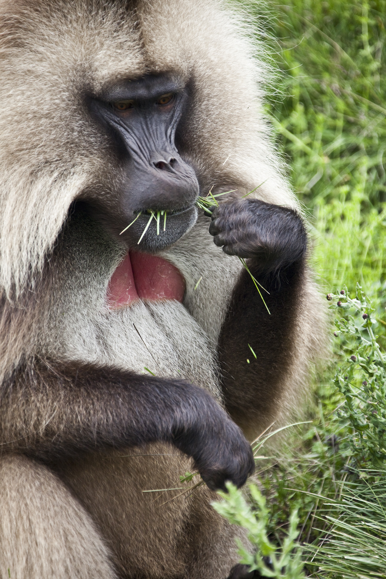 Gelada, The Grazing Monkey on emaze