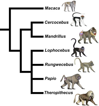 Gelada, The Grazing Monkey on emaze