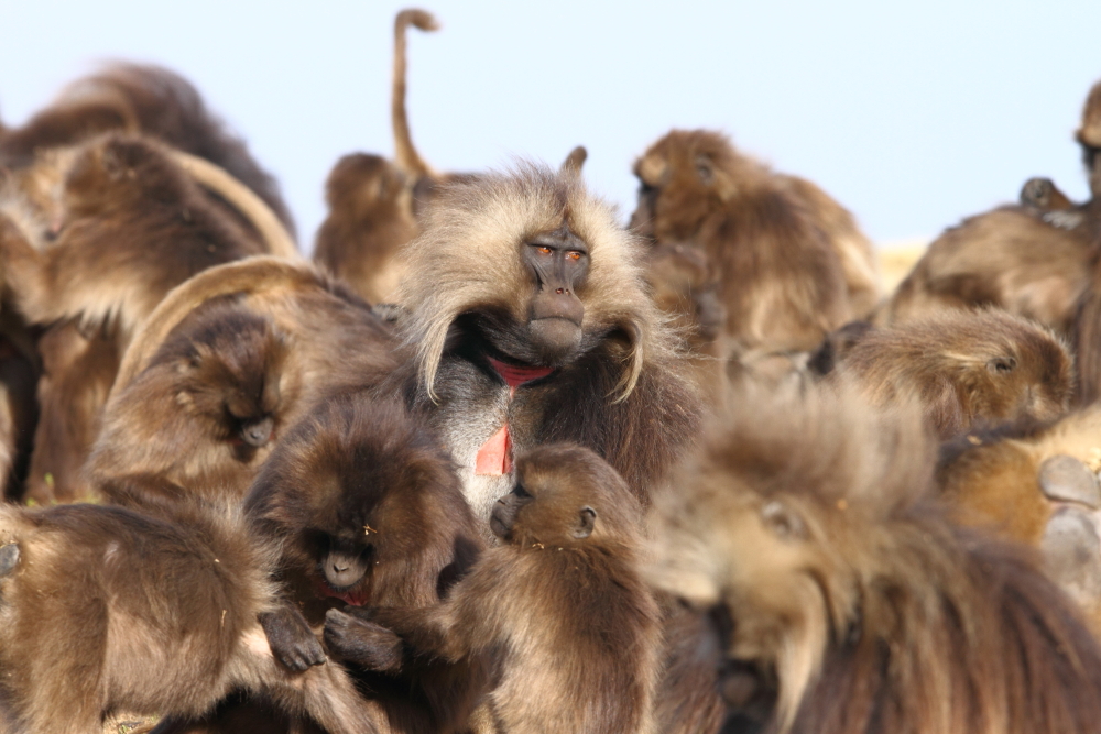 Gelada, The Grazing Monkey on emaze