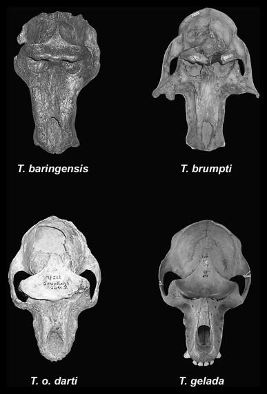Gelada, The Grazing Monkey on emaze