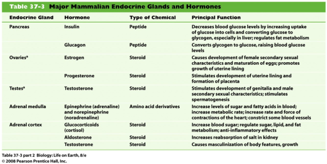 Endocrine system at emaze Presentation