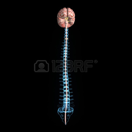 Trauma raquimedular on emaze