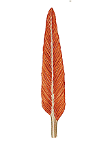 generalidades del aparato locomotor copy1 on emaze