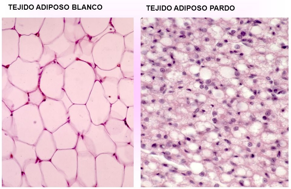 Tejido Adiposo