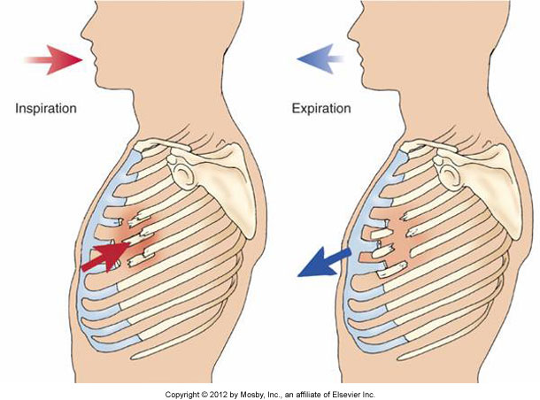 TRAUMATISMO DE TORAX at emaze Presentation