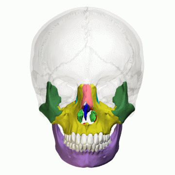 Facial Bones Xray tutorial at emaze Presentation