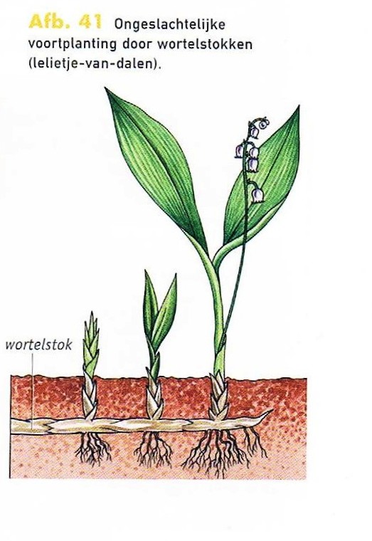 Ongeslachtelijke voorplanting on emaze