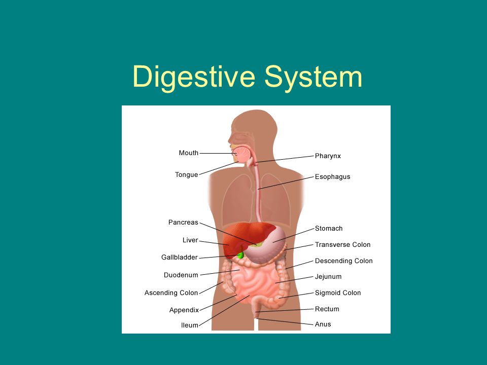 Digestive System Definition Function And Organs
