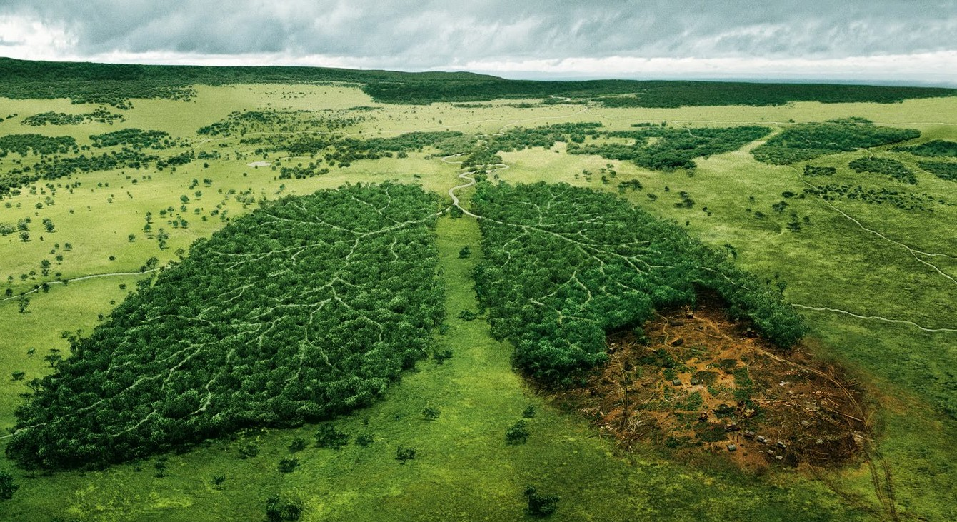 Déforestation on emaze