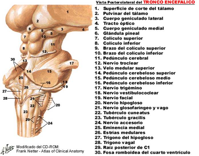 BULBORAQUÍDEO2016 at emaze Presentation
