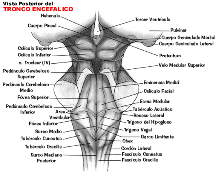 BULBORAQUÍDEO2016 at emaze Presentation