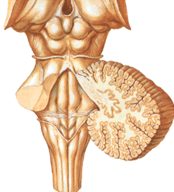 BULBORAQUÍDEO2016 at emaze Presentation