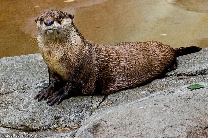 Animals in Equatorial Guinea on emaze