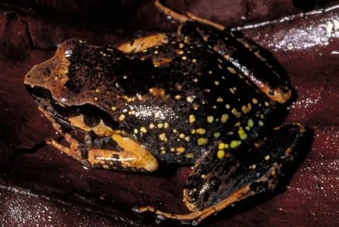 Animals in Equatorial Guinea on emaze