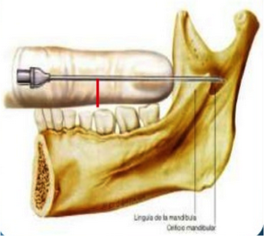 ANATOMÍA NERVIOS at emaze Presentation