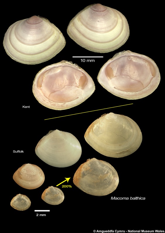 macoma clam on emaze