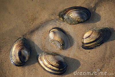 macoma clam on emaze