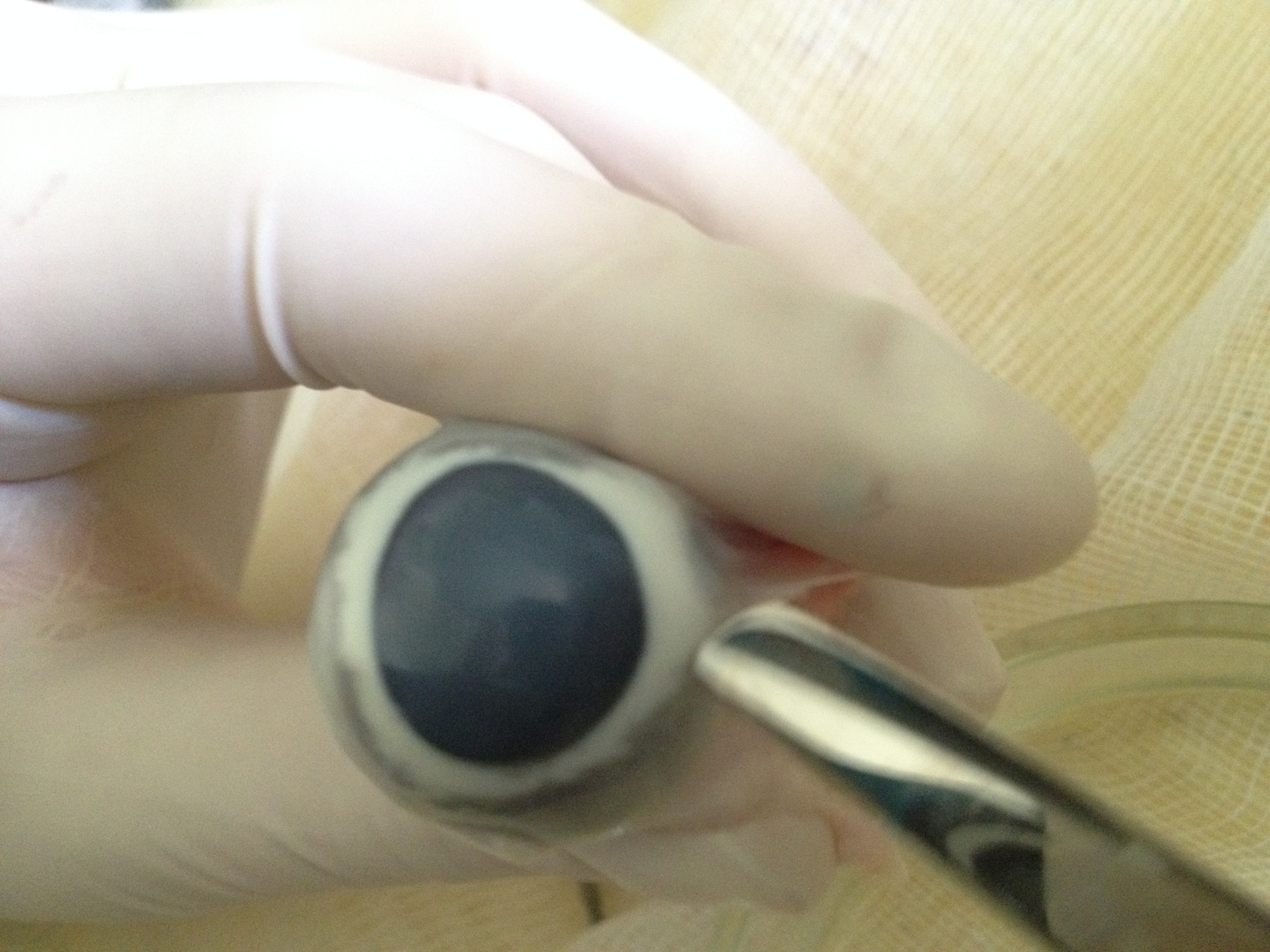 Pig Eye Dissection On Emaze