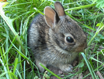 Wild Rabbits at emaze Presentation