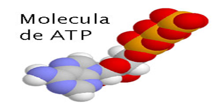 S2B4_BIOLOGÍA I_ACT. 02_CONTENIDO on emaze
