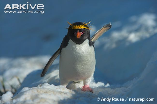 Macaroni Penguin at emaze Presentation
